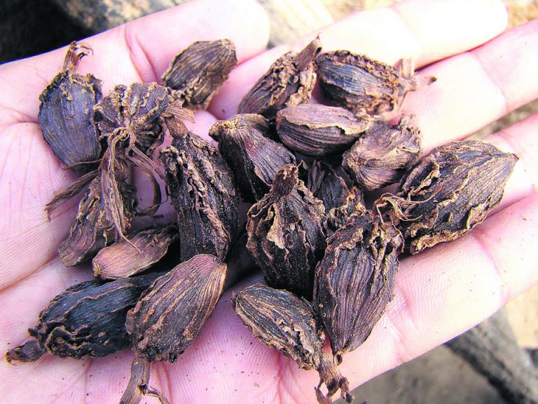 Cardamom export revenue surges by 17pc despite decline in export volume ...